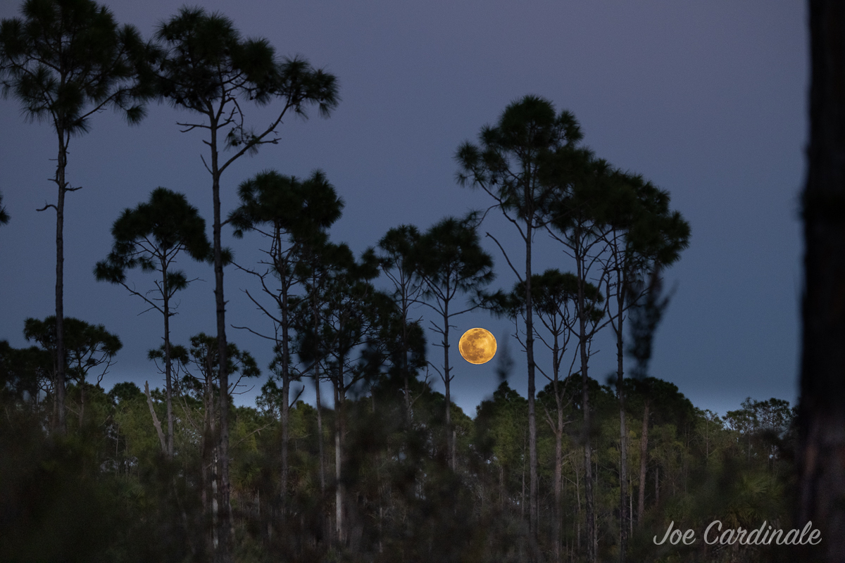 CREW Bird Rookery Swamp Trail » CREW Land & Water Trust